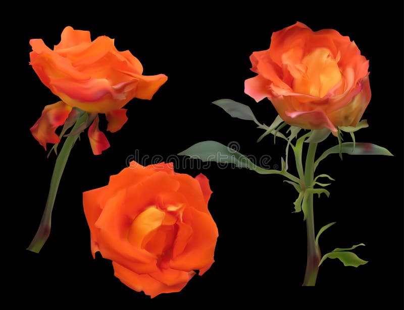 Three Bright Orange Rose Flowers Isolated on Black Stock Vector ...