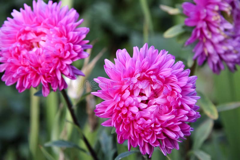 Three Bright Pink Asters in the Garden Stock Photo - Image of plant ...