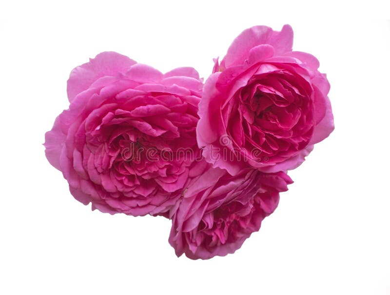 Three Bright-pink Roses Flowers Isolated on White Background Stock ...