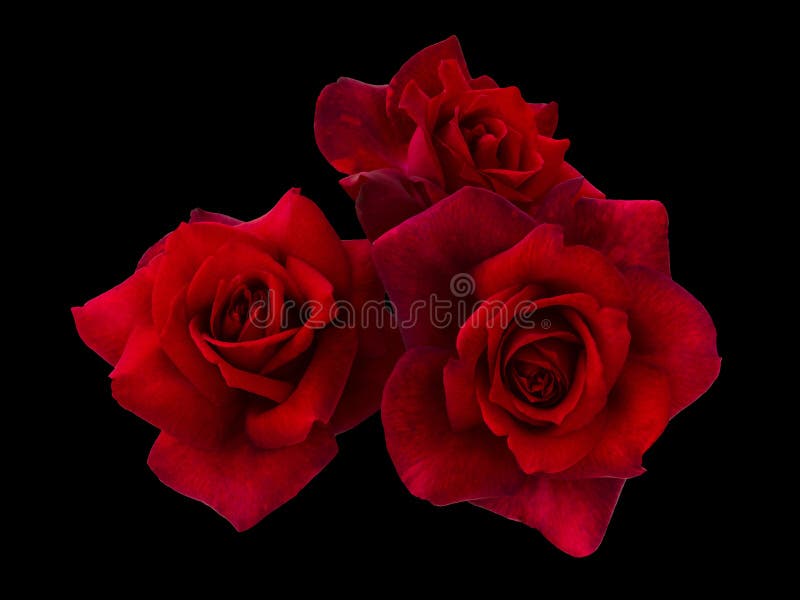 Three Bright Red Roses on Black Background Stock Photo - Image of ...