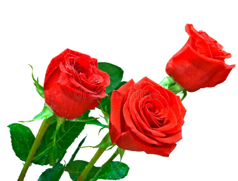 75,769 Bright Red Roses Stock Photos - Free & Royalty-Free Stock Photos ...