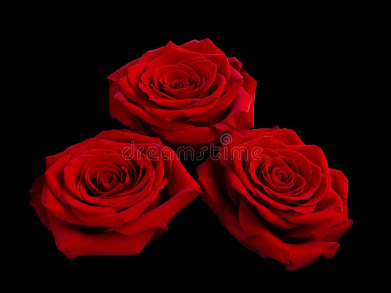 Three Bright Red Roses on White Background Stock Photo - Image of ...
