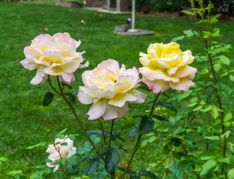 Three Bright Roses stock image. Image of nature, flora - 159537463