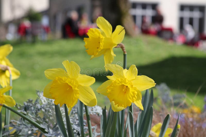Three Bright Yellow Daffodils Transparently Backlit by the Sun Stock ...