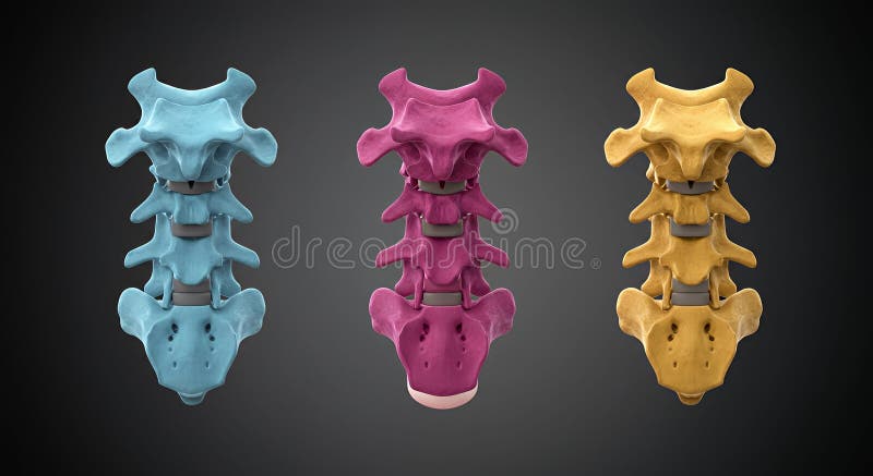 Three Brightly Colored Lumbar Spine Models are Displayed Closely Stock ...