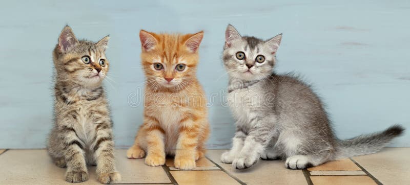 Three British Kittens are Sitting Together. Stock Photo - Image of ...
