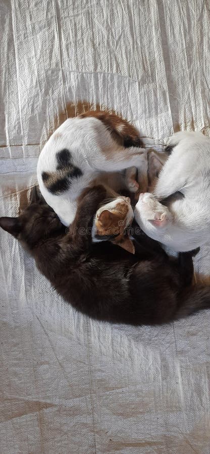 Three Brothers Cat Sleeping Together Stock Image - Image of mammal ...