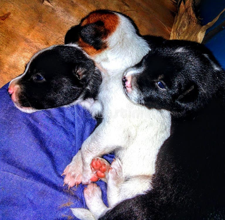 Triplets Dog are sweet stock photo. Image of brothers - 178139154