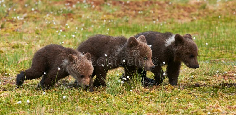 THree Brown bear cubs stock image. Image of protection - 81939359