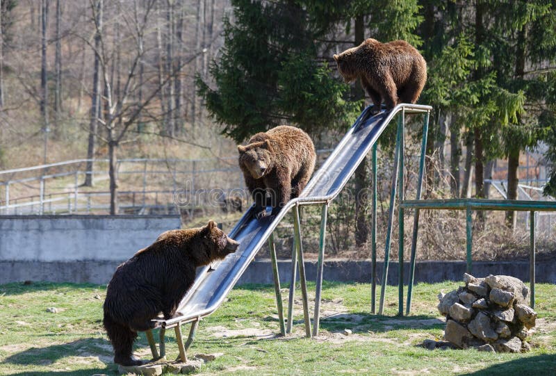 Three Brown Bears on a Slide Stock Photo - Image of necesities, brown ...