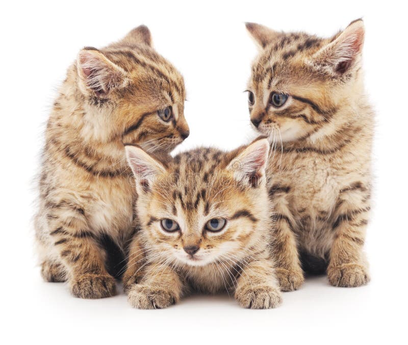 Three red cats. stock image. Image of small, pets, white - 93789621