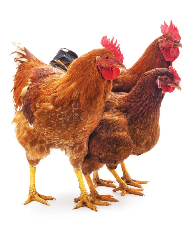 Three brown chickens. stock image. Image of nature, closeup - 121647489