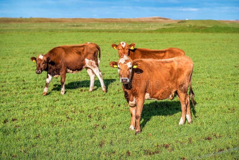 Three Brown Cows on the Green Lawn Stock Image - Image of lawn, herd ...