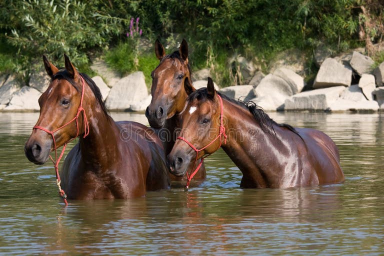Three Brown Horses in the Water Stock Photo - Image of animal, outdoors ...