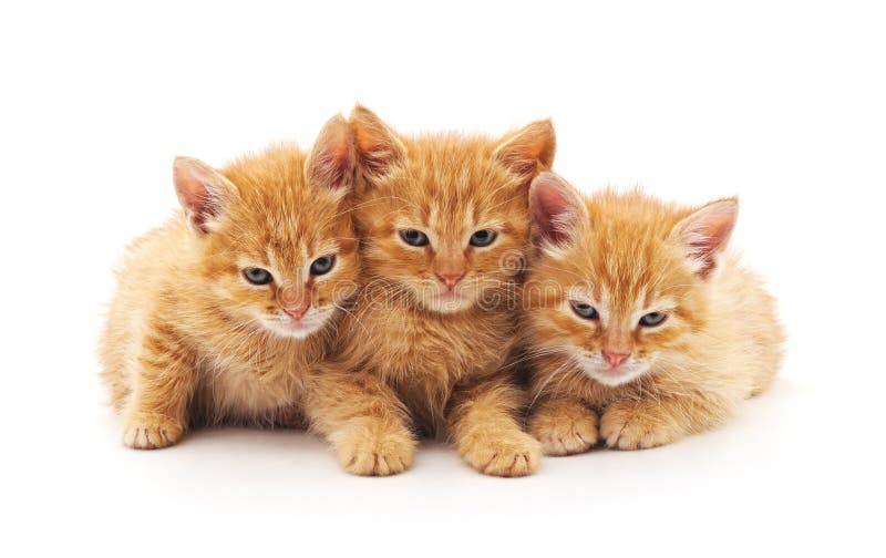 Three red cats. stock image. Image of small, pets, white - 93789621
