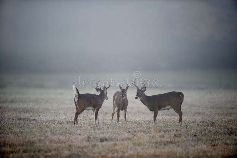 Three bucks in the fog stock photo. Image of field, nature - 7863394