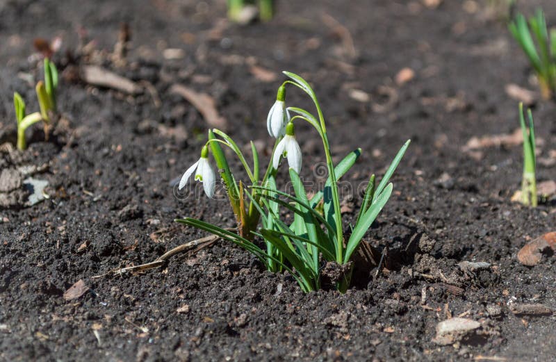 Three Buds of the Family of White Snowdrops Stock Photo - Image of ...