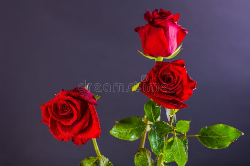 Three Buds of Red Roses on a Dark Background Stock Photo - Image of ...