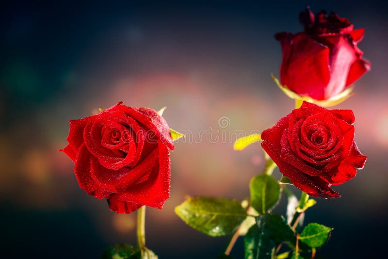 Three Buds of Red Roses in Water Droplets on a Dark Background Stock ...