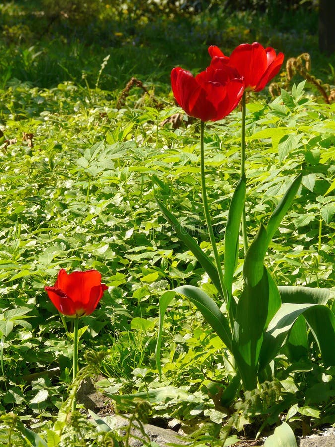 Three Buds of Red Tulip in the Grass Stock Image - Image of design ...