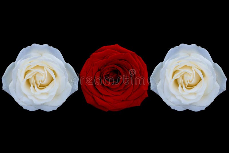 Three Buds of Red and White Roses Close-up. Isolated on a Black ...