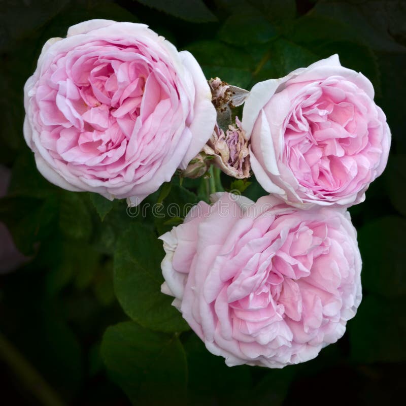 Three buds of a tea rose stock photo. Image of leaves - 212332004