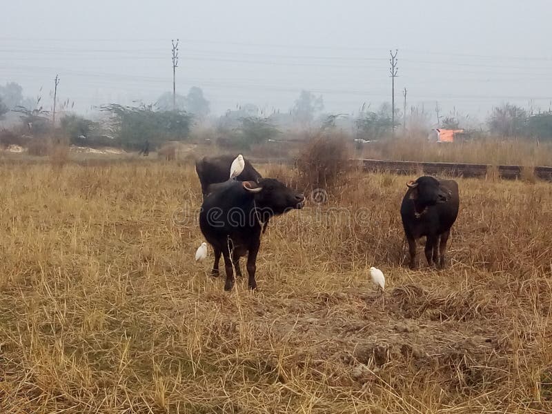 Three buffalo grazing stock photo. Image of legged, horns - 57257050