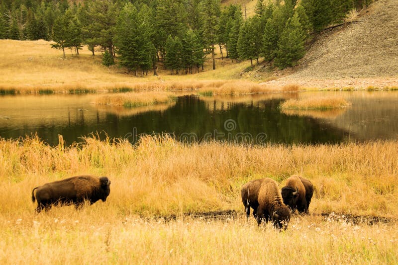 Three buffalo grazing stock photo. Image of legged, horns - 57257050