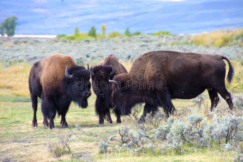 Three buffalo grazing stock photo. Image of legged, horns - 57257050