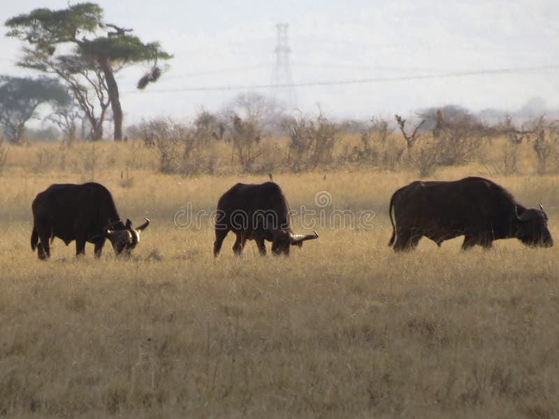 Three buffalo grazing stock photo. Image of legged, horns - 57257050