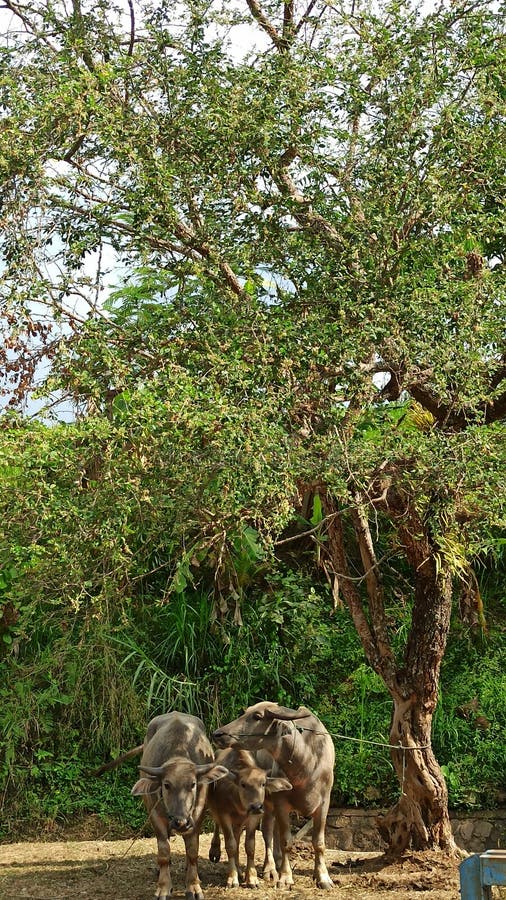 Three Buffalos Under a Tree, a Family of Buffalo Editorial Stock Image ...