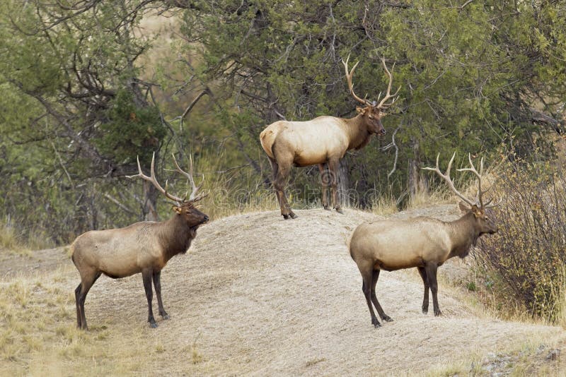 Three bull elk in Montana stock photo. Image of field - 258842528