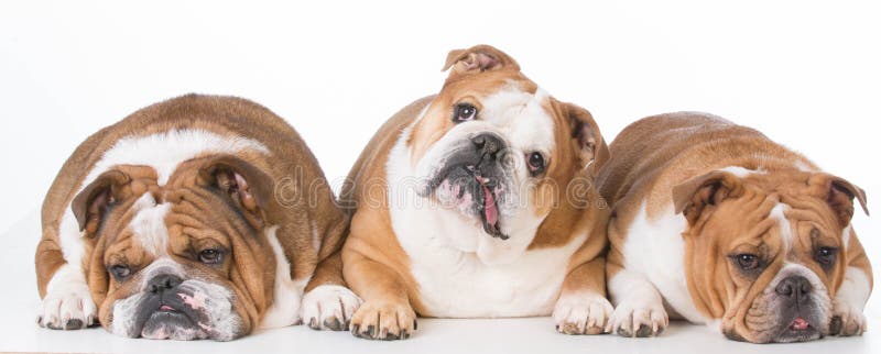 Three bulldogs stock photo. Image of reflection, nature - 26208570