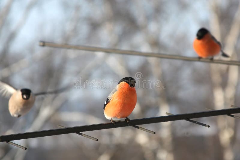 Three bullfinches stock photo. Image of finch, feather - 11952608