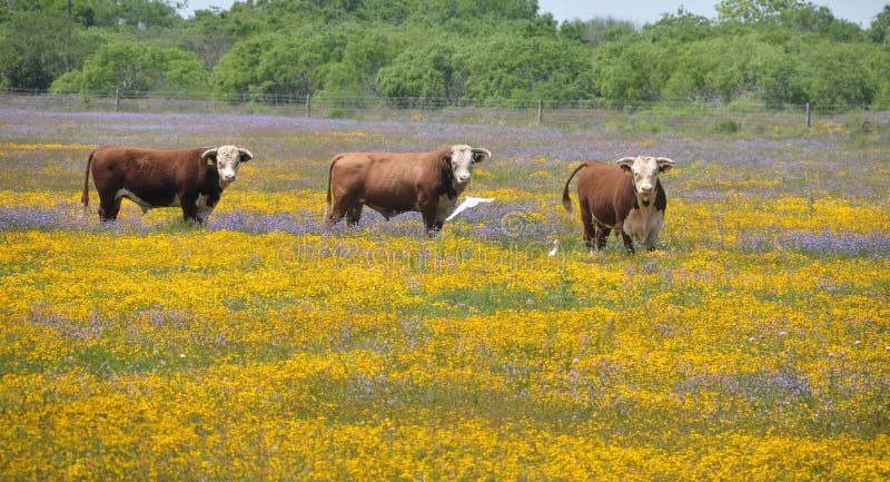 Three Bulls in a Field of Flowers Stock Image - Image of hereford ...