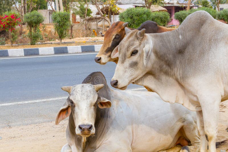 Three Bulls stock image. Image of animal, tourism, road - 85544651