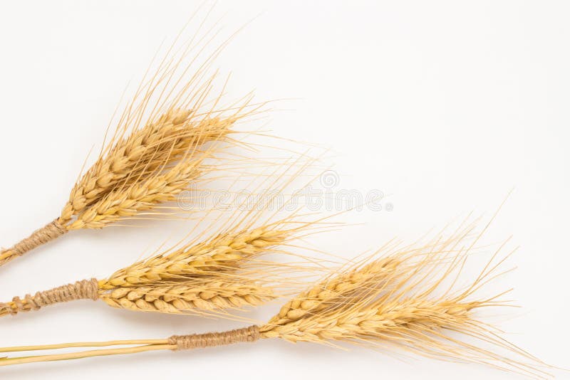 Wheat Closeup. Sprig of Barley Stock Photo - Image of bunch, barley ...