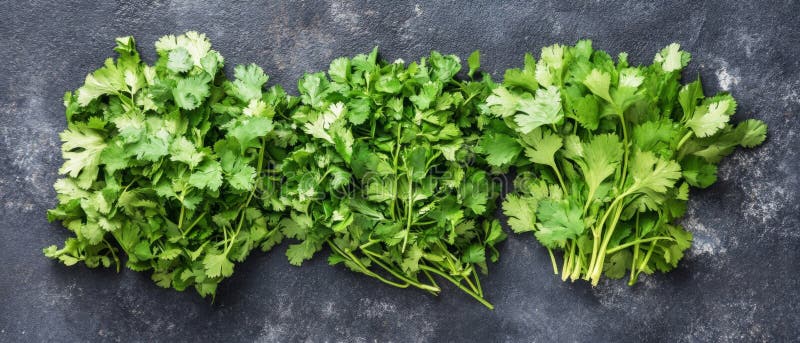 Three Bunches of Fresh Green Coriander on a Gray Background Stock ...