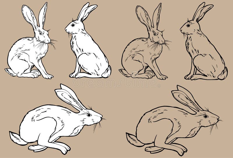 Cartoon Bunnies Black White Stock Illustrations – 600 Cartoon Bunnies ...