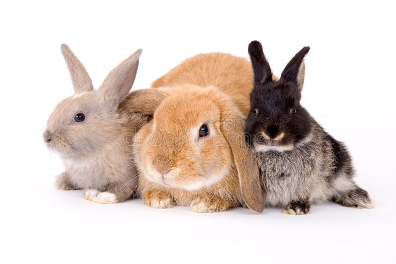 3 wild baby rabbits stock photo. Image of soft, siblings - 6442028