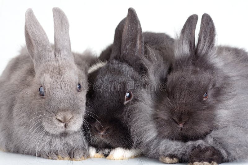 Three Bunny Wearing a Red Bow Stock Photo - Image of three, birthday ...