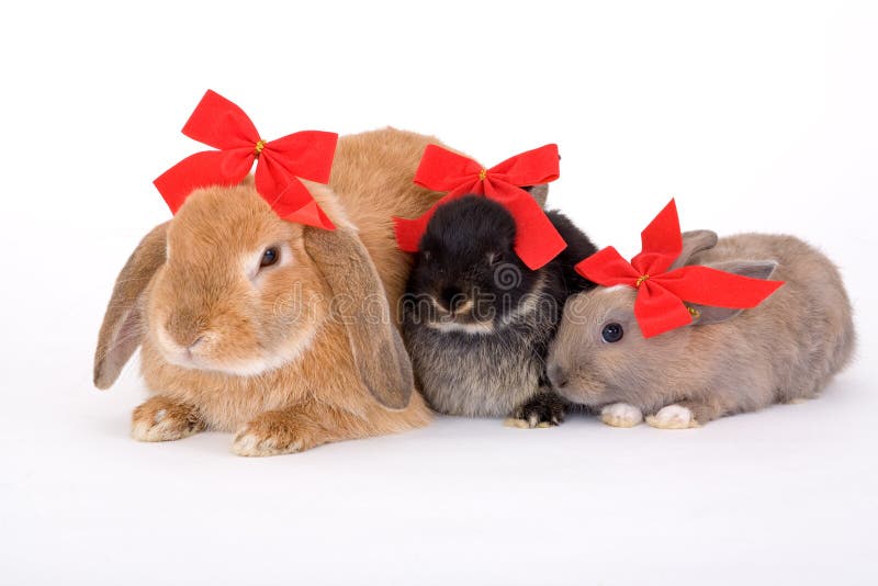 Three Bunny Wearing a Red Bow Stock Photo - Image of cute, domestic ...