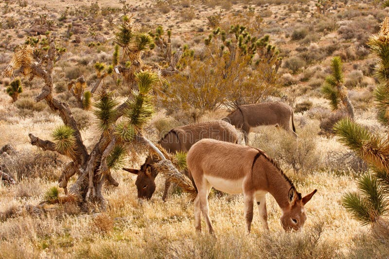 Wild Burro stock image. Image of donkey, desert, wild - 11110677