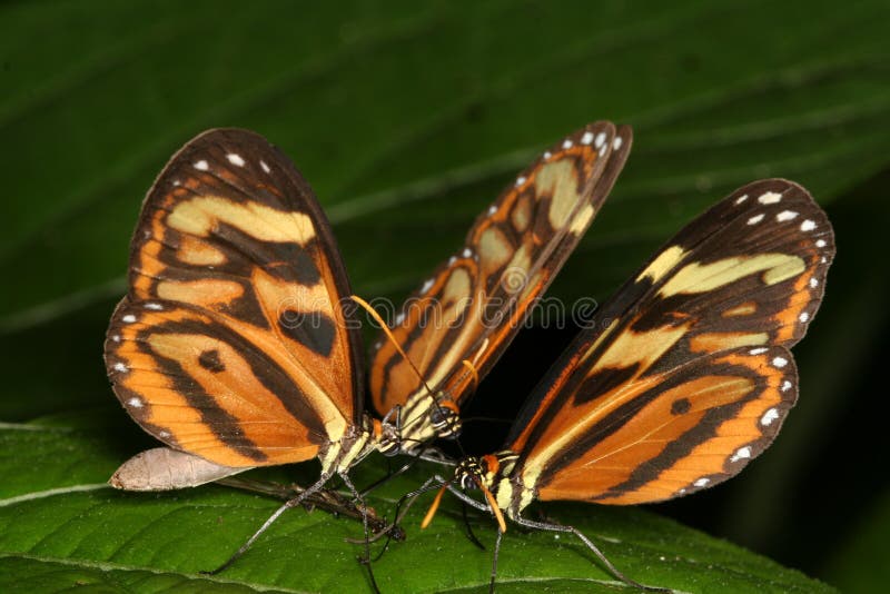 Monarch Butterfly stock photo. Image of soft, bulb, plants - 1748620