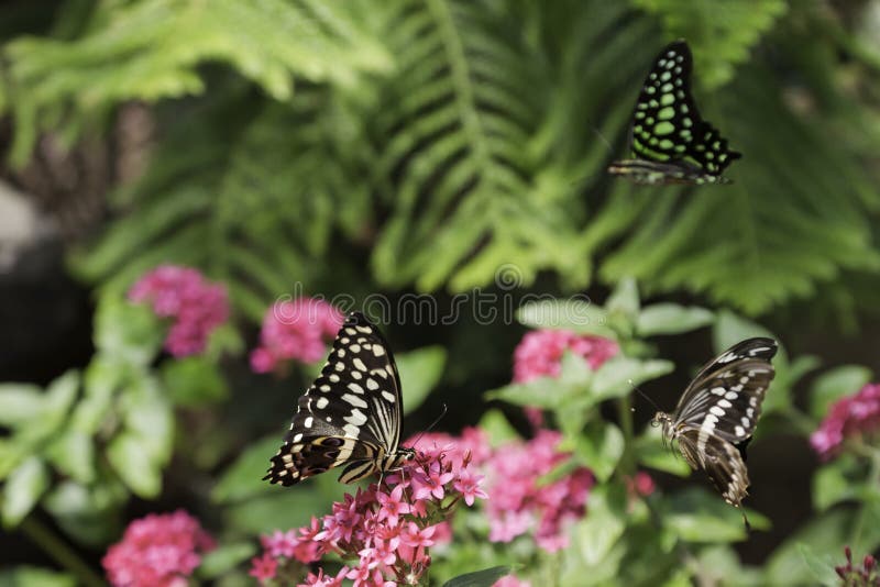 Three Butterflies stock image. Image of summer, head - 25802553