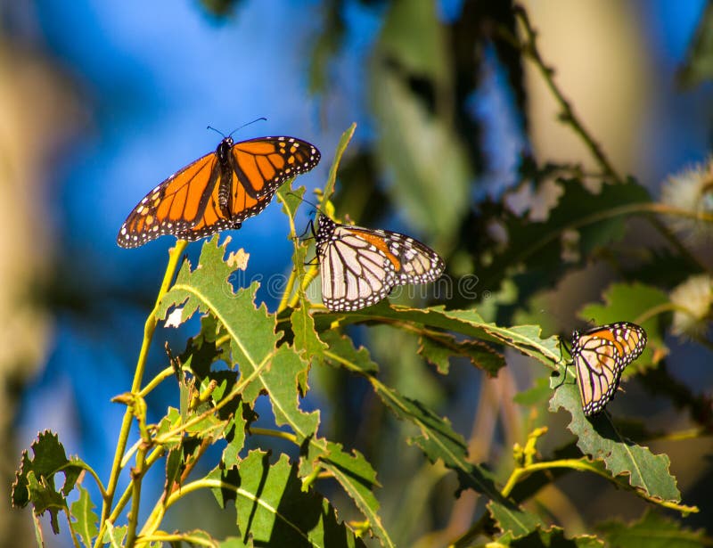 Three Butterflies Monarch stock image. Image of head - 51597475