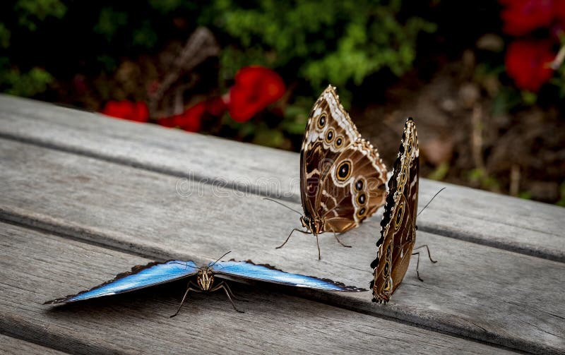 Close-up of Butterfly in Meadow Garden Setting with Exotic Colors in ...