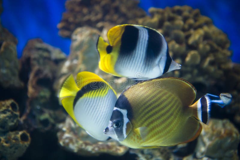 Colorful Butterfly-fish In A Aquarium Stock Photo - Image of zoology ...