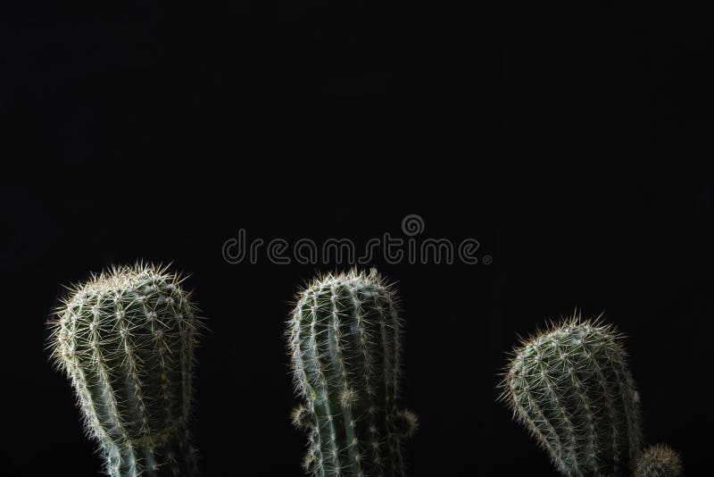 Three Cacti on a Black Background Stock Image - Image of black, color ...