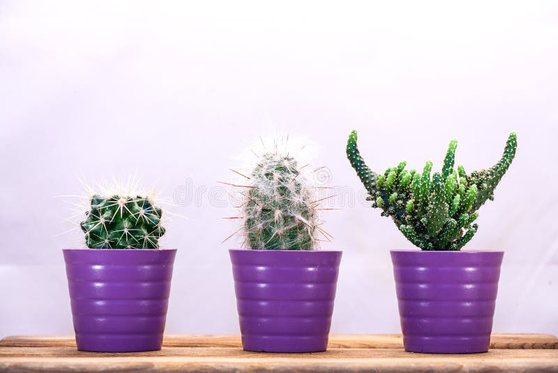 Three cacti in a row. stock photo. Image of potted, spiked - 64169200